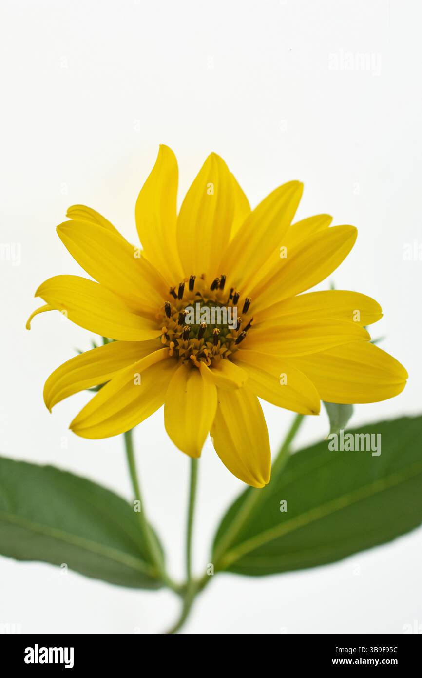 Perennial sunflower helianthus decapetalus hi-res stock photography and ...