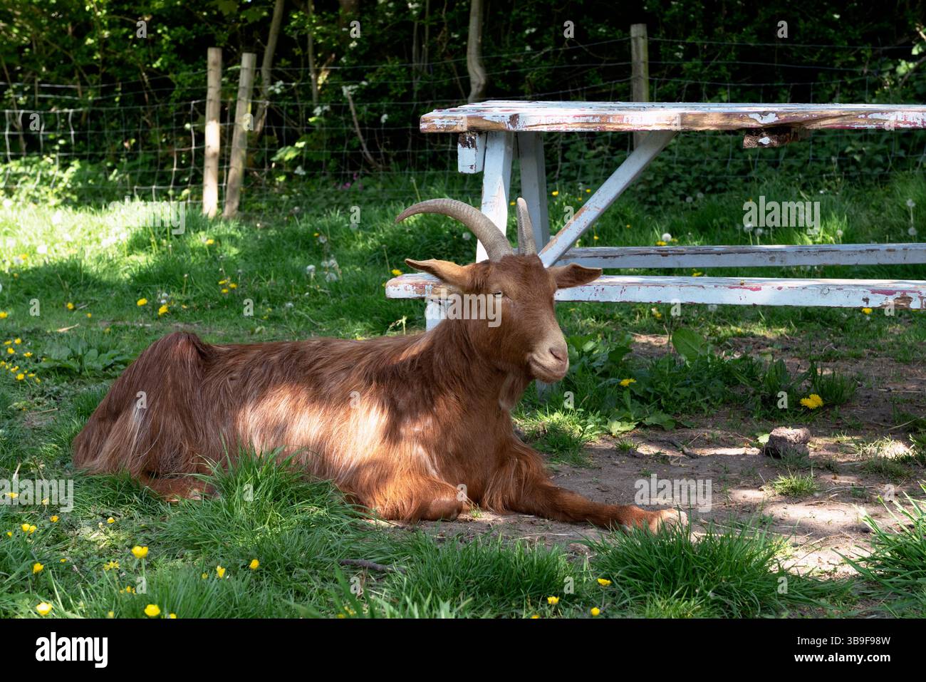 Golden Guernsey, a rare breed of goat Stock Photo - Alamy