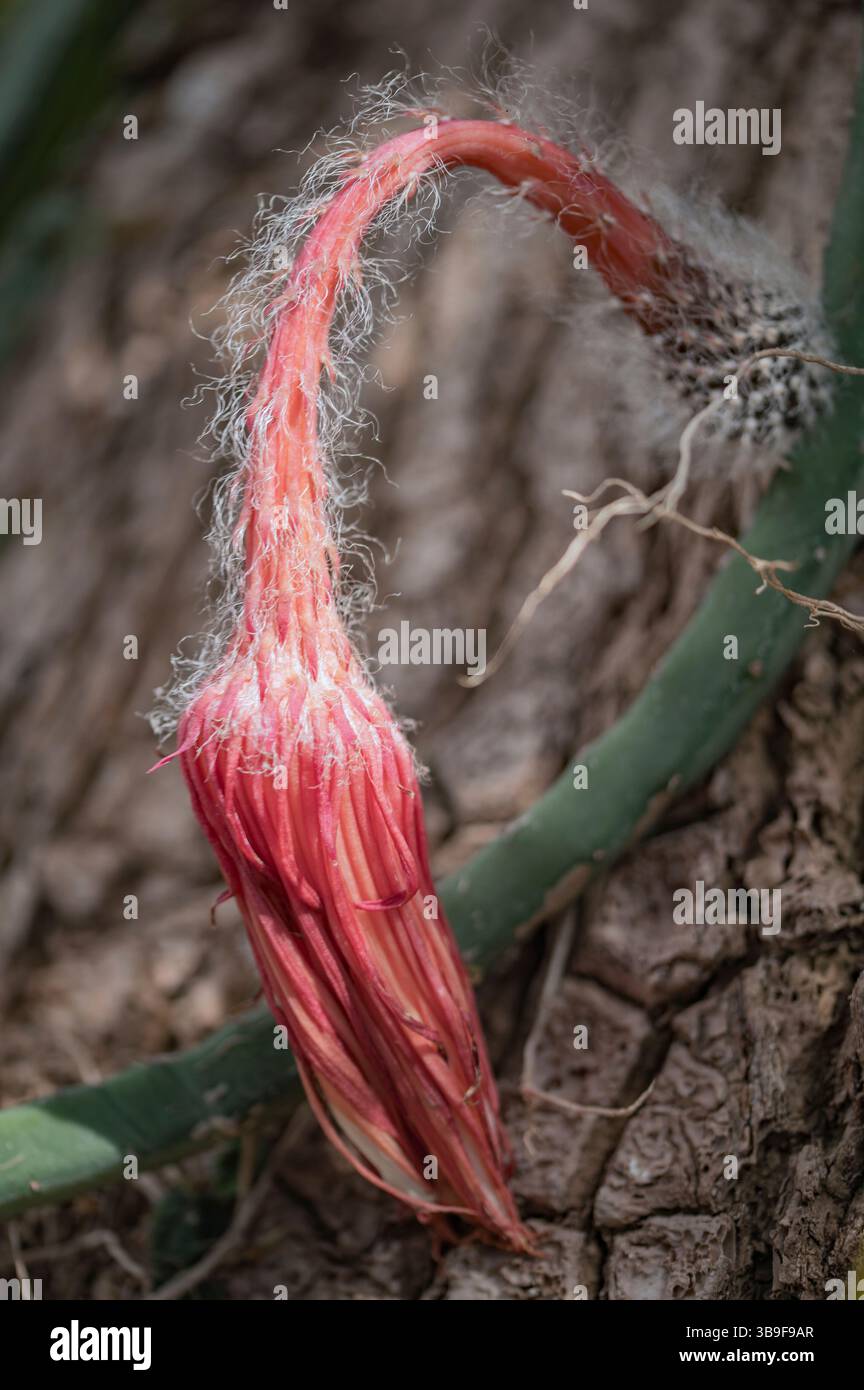 Tubular flowers hi-res stock photography and images - Alamy