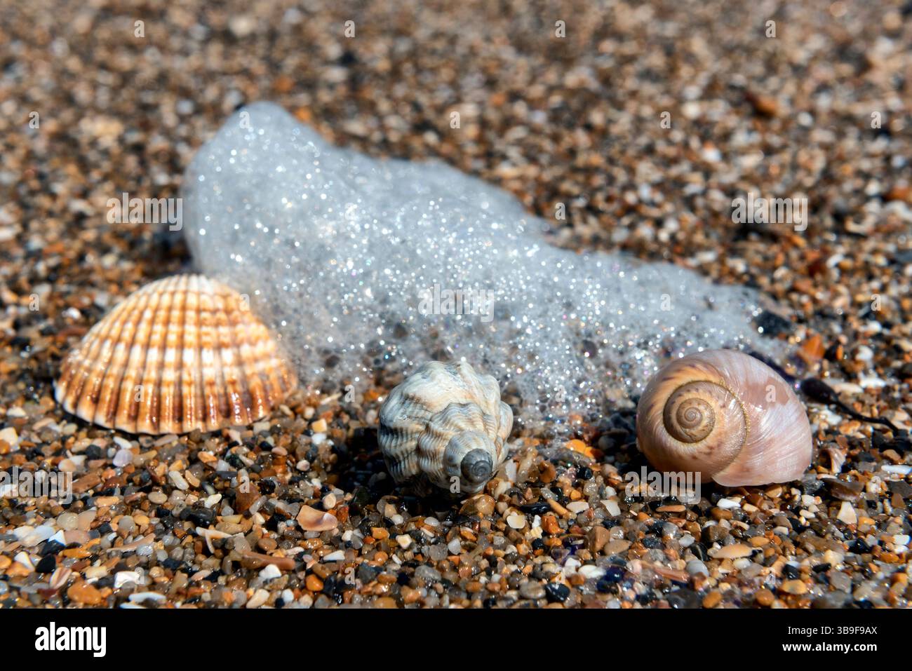 From left to right: Rough Cockle, Common Whelk and Moon Snail Seashell ...