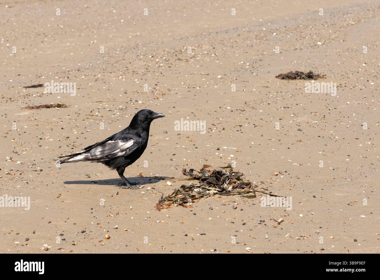 Leucistic crow on the beach Stock Photo - Alamy