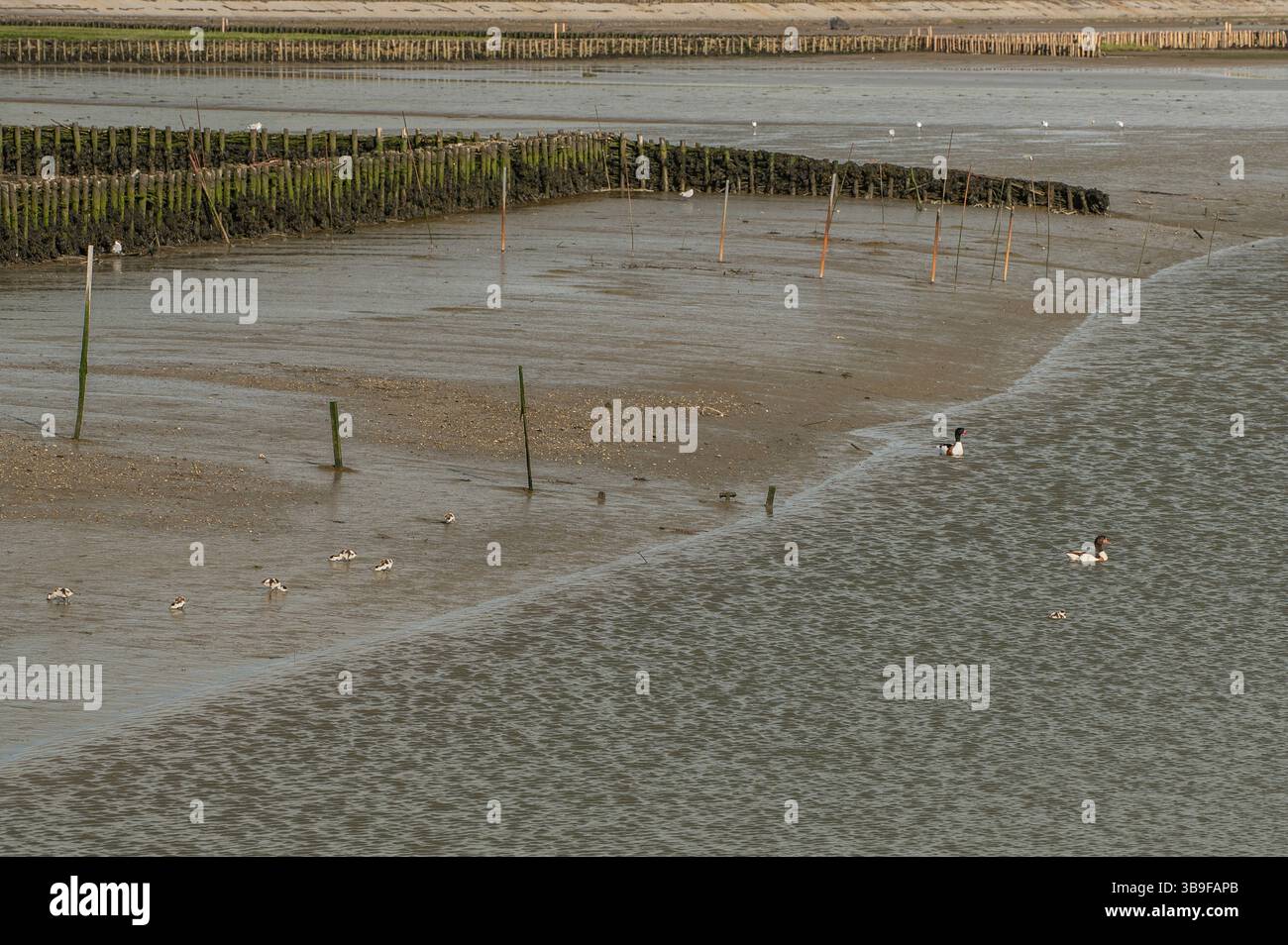 Chicks of shelduck hi-res stock photography and images - Alamy