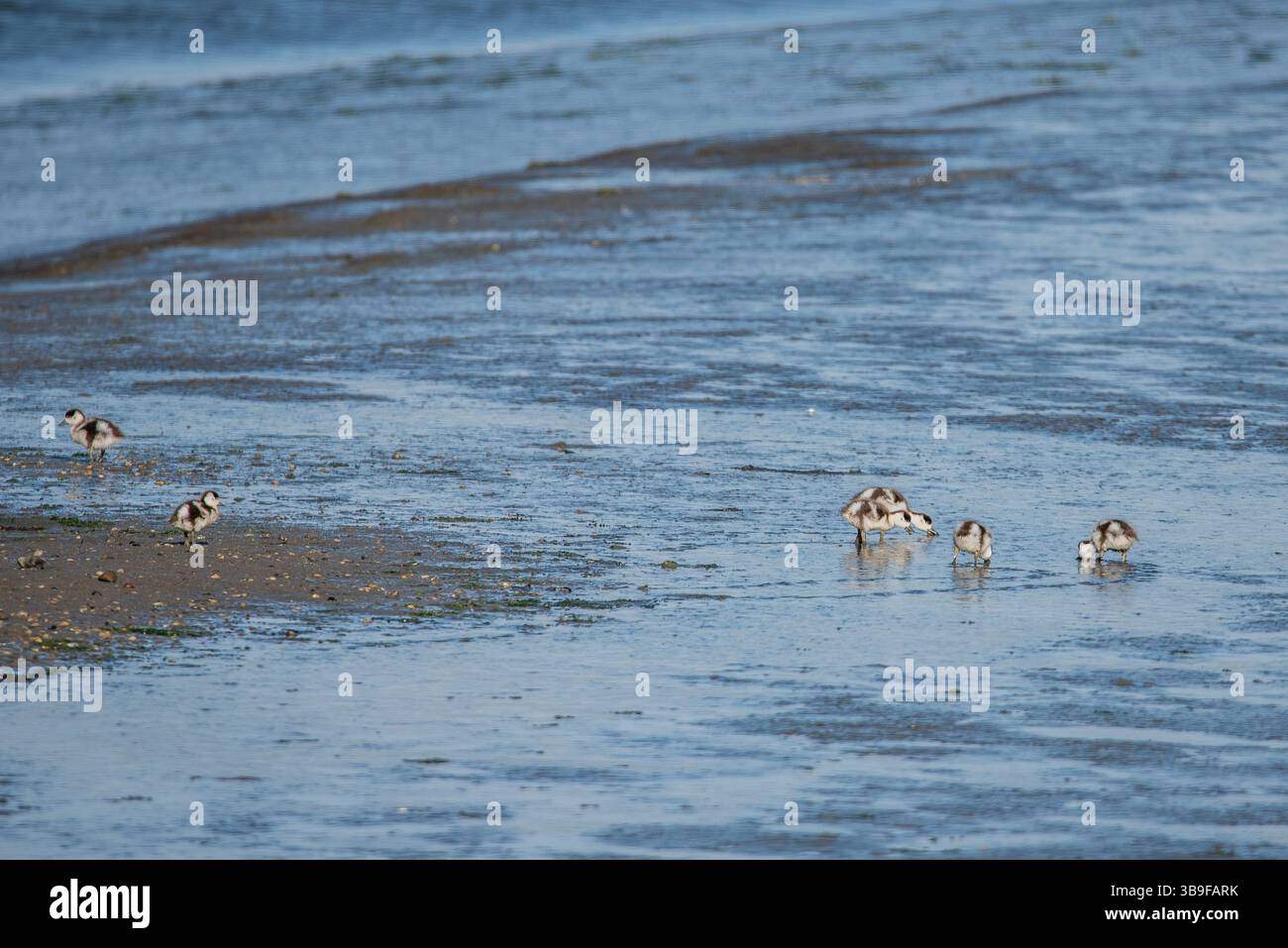 Shelduck geese chicks in the wadden sea national park hi-res stock ...