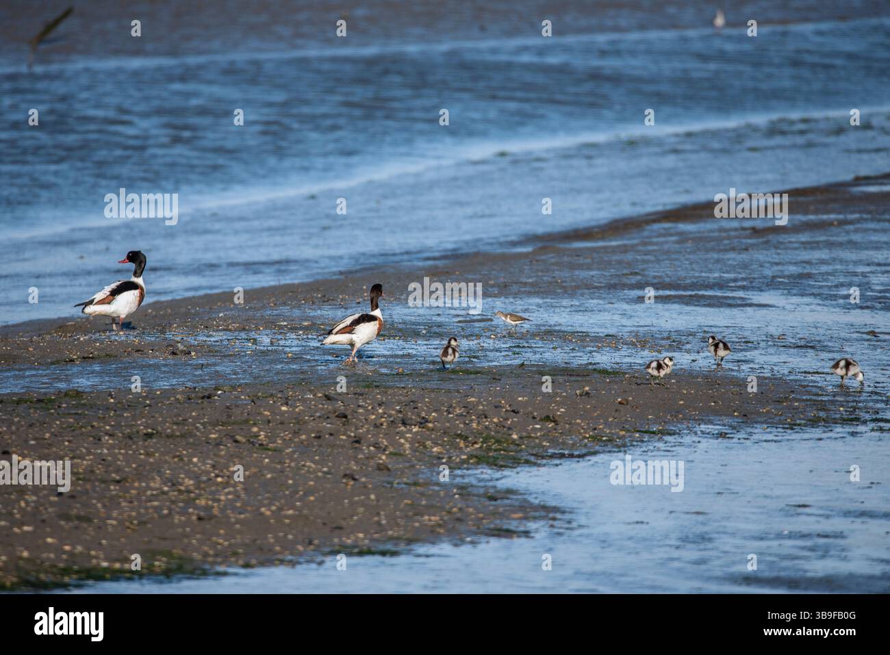 shelduck with young chicks Stock Photo - Alamy