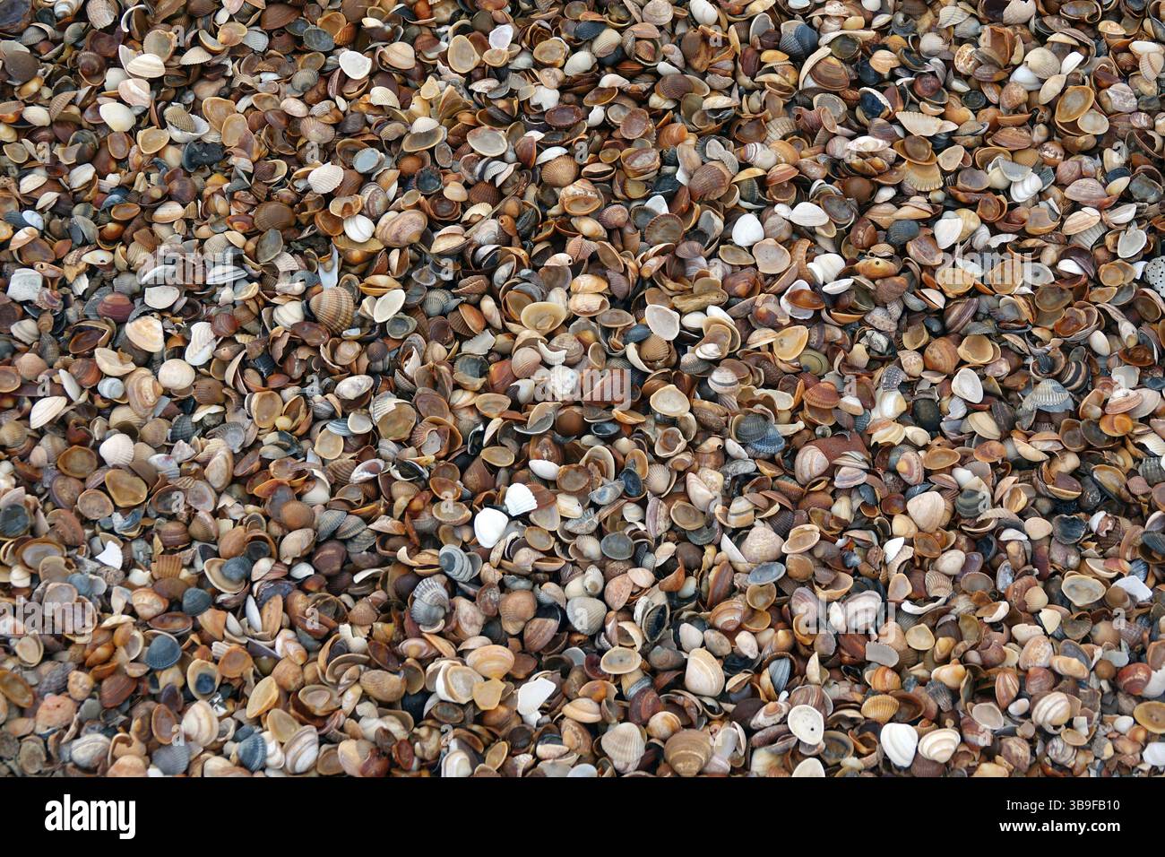 Molluscan shells hi-res stock photography and images - Alamy