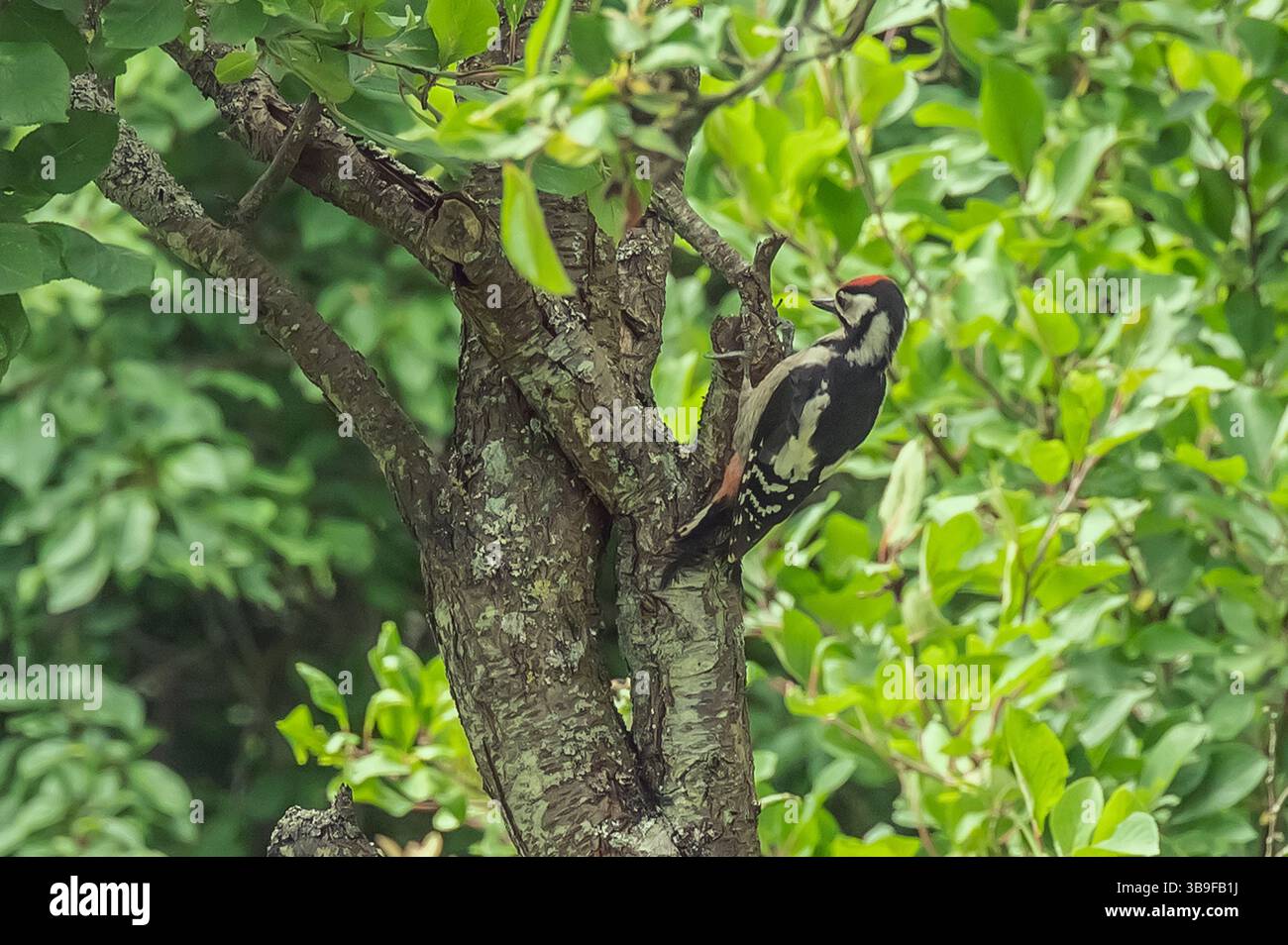 Great spotted woodpecker in a plum tree hi-res stock photography and ...