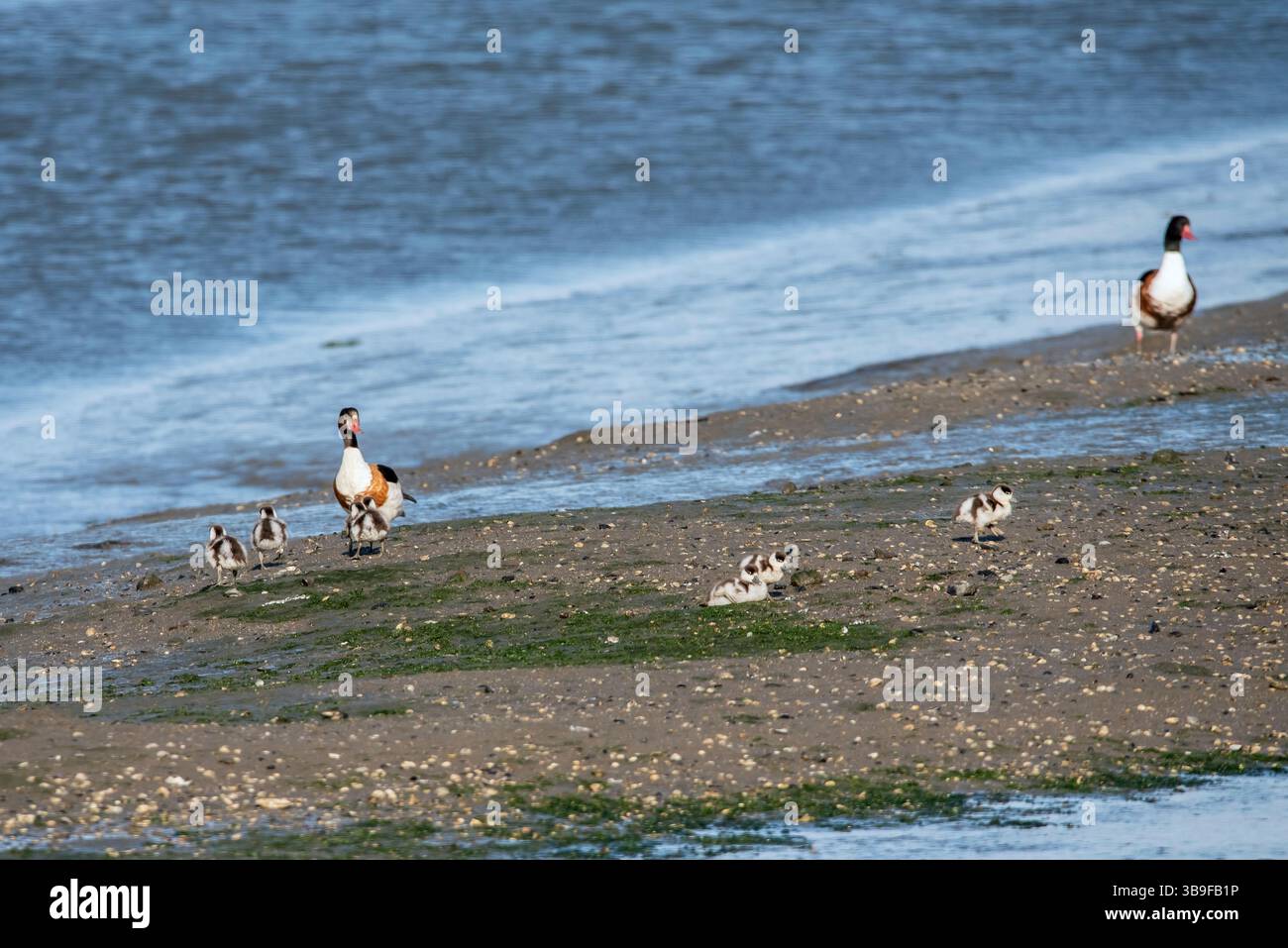 Shelduck with young chicks Stock Photo - Alamy