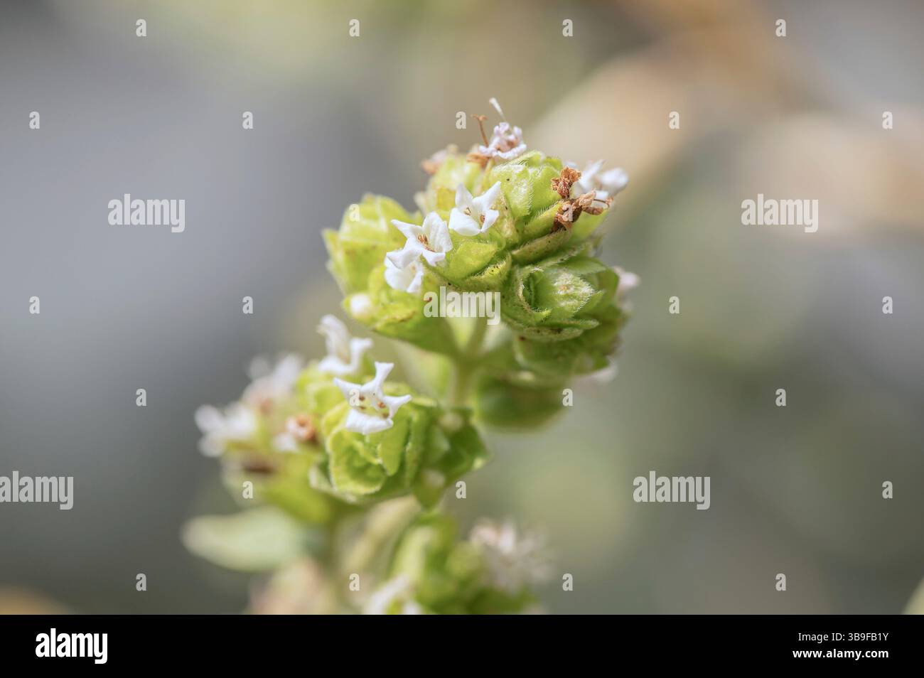 Majoran hi-res stock photography and images - Alamy
