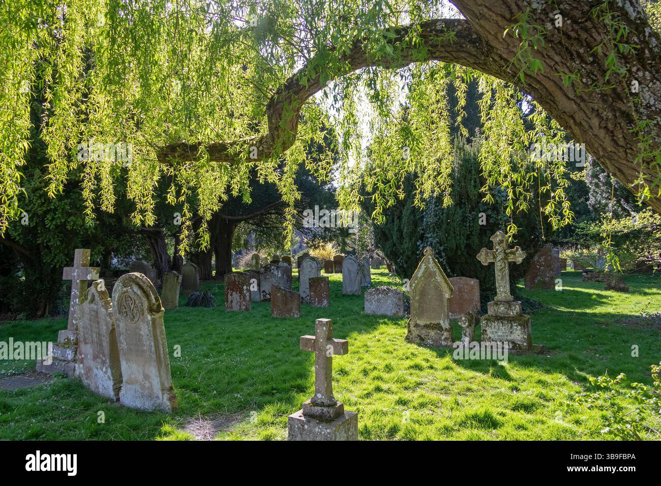 Old gravestones, graveyard, Holy Trinity Church, Stratford-upon-Avon ...
