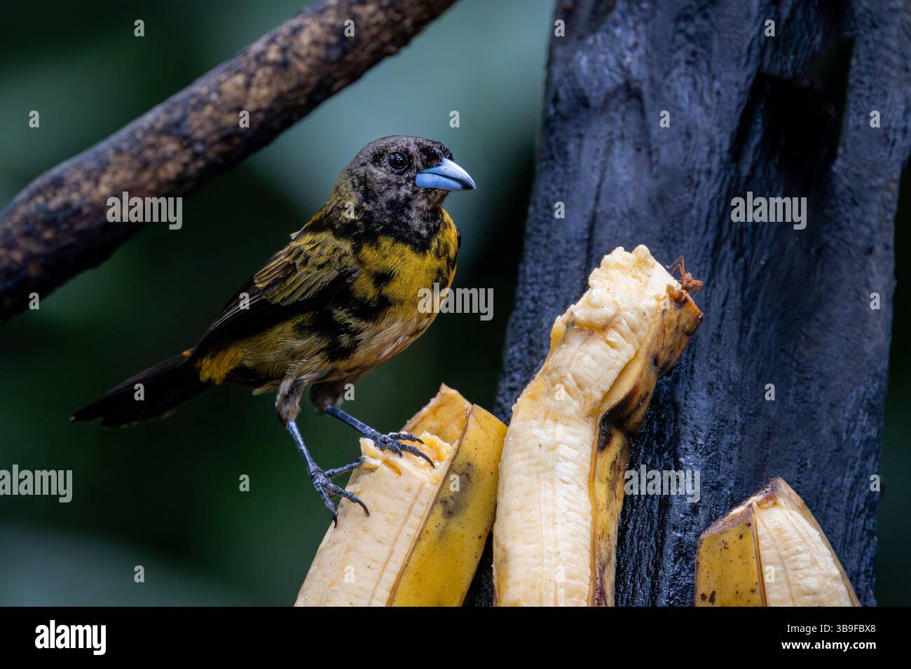 Scarlet-rumped tanager - female Stock Photo - Alamy