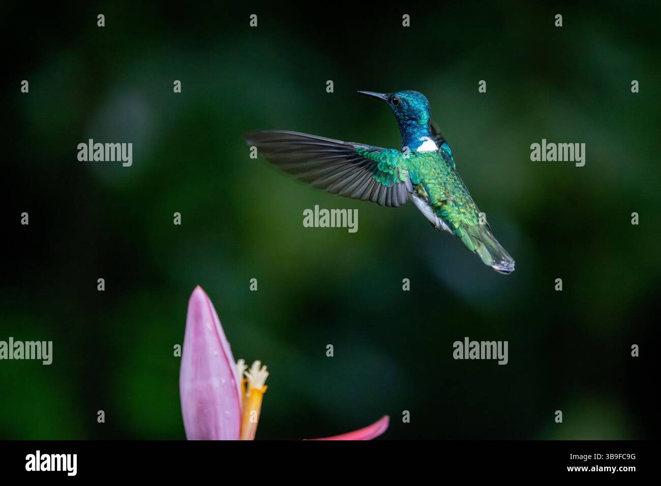 Jacobin bird hi-res stock photography and images - Alamy