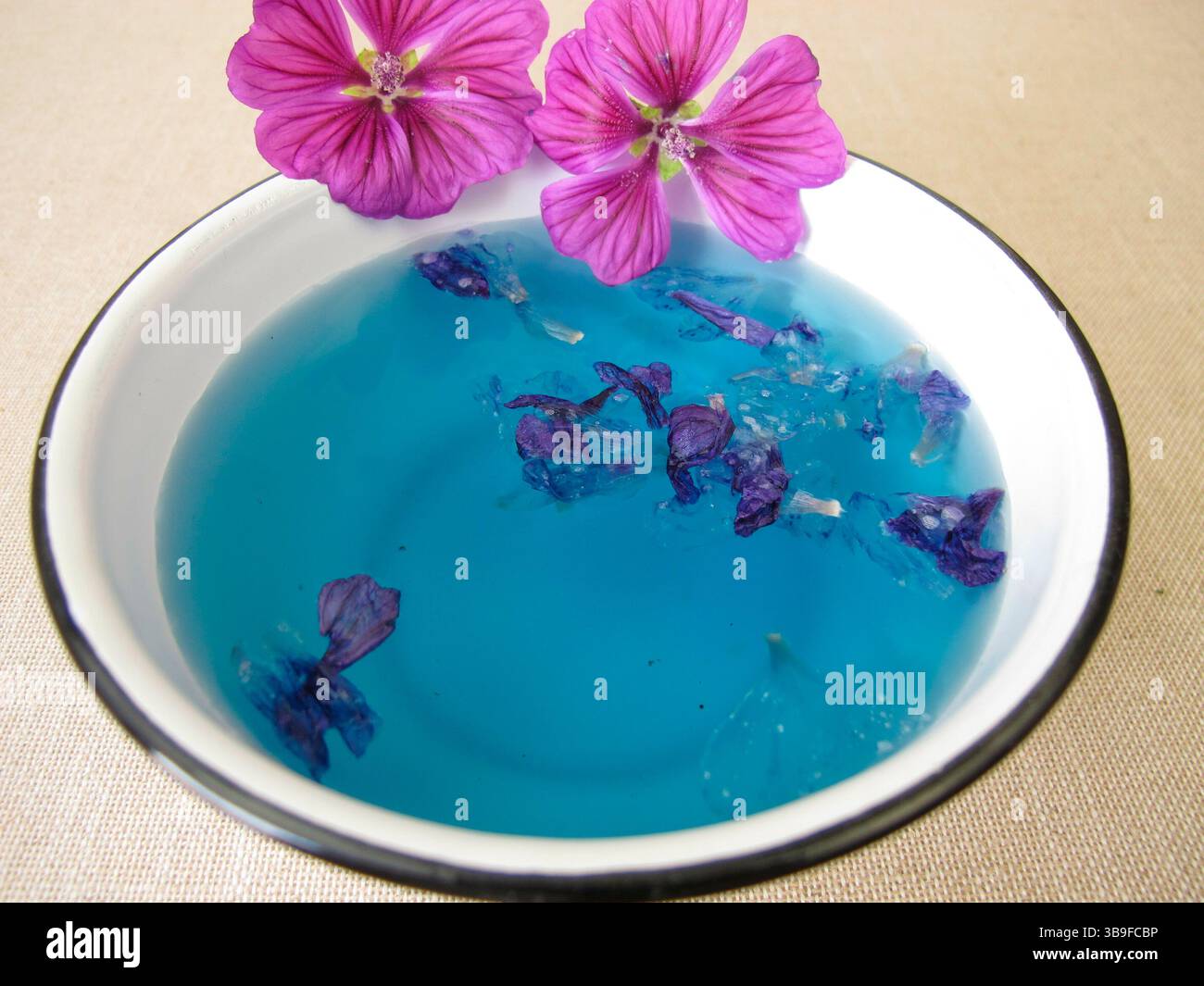 Blue dye bath from dried mallow blossoms, blue plant dye Stock Photo ...