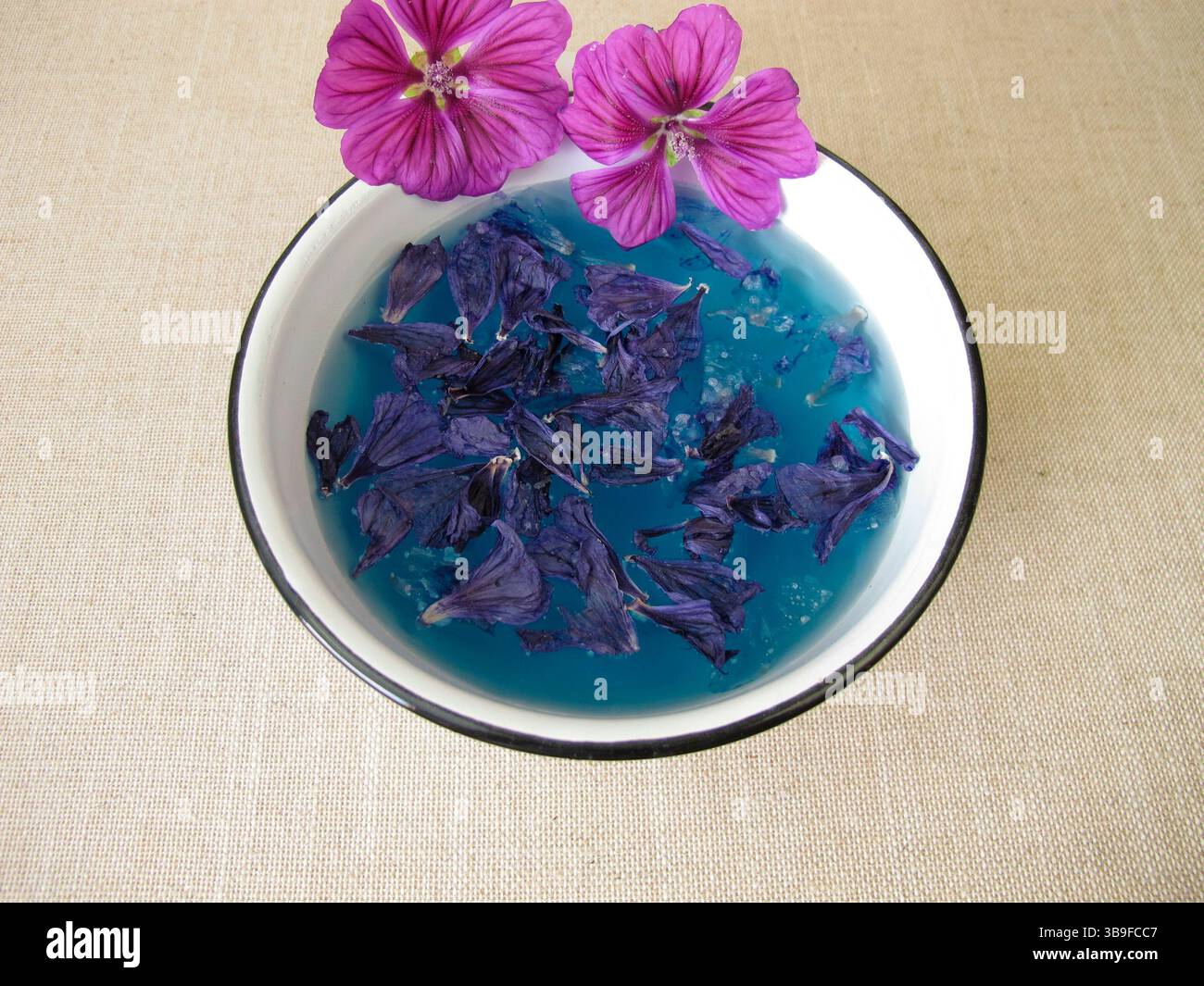 Blue dye bath from dried mallow blossoms, blue vegetable dye Stock ...