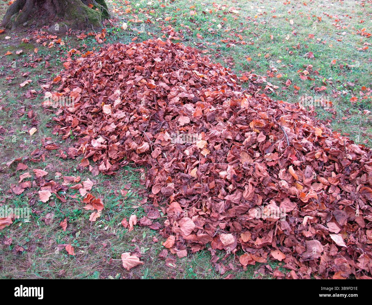 Raking leaves in the garden, a big pile of leaves under a tree Stock ...