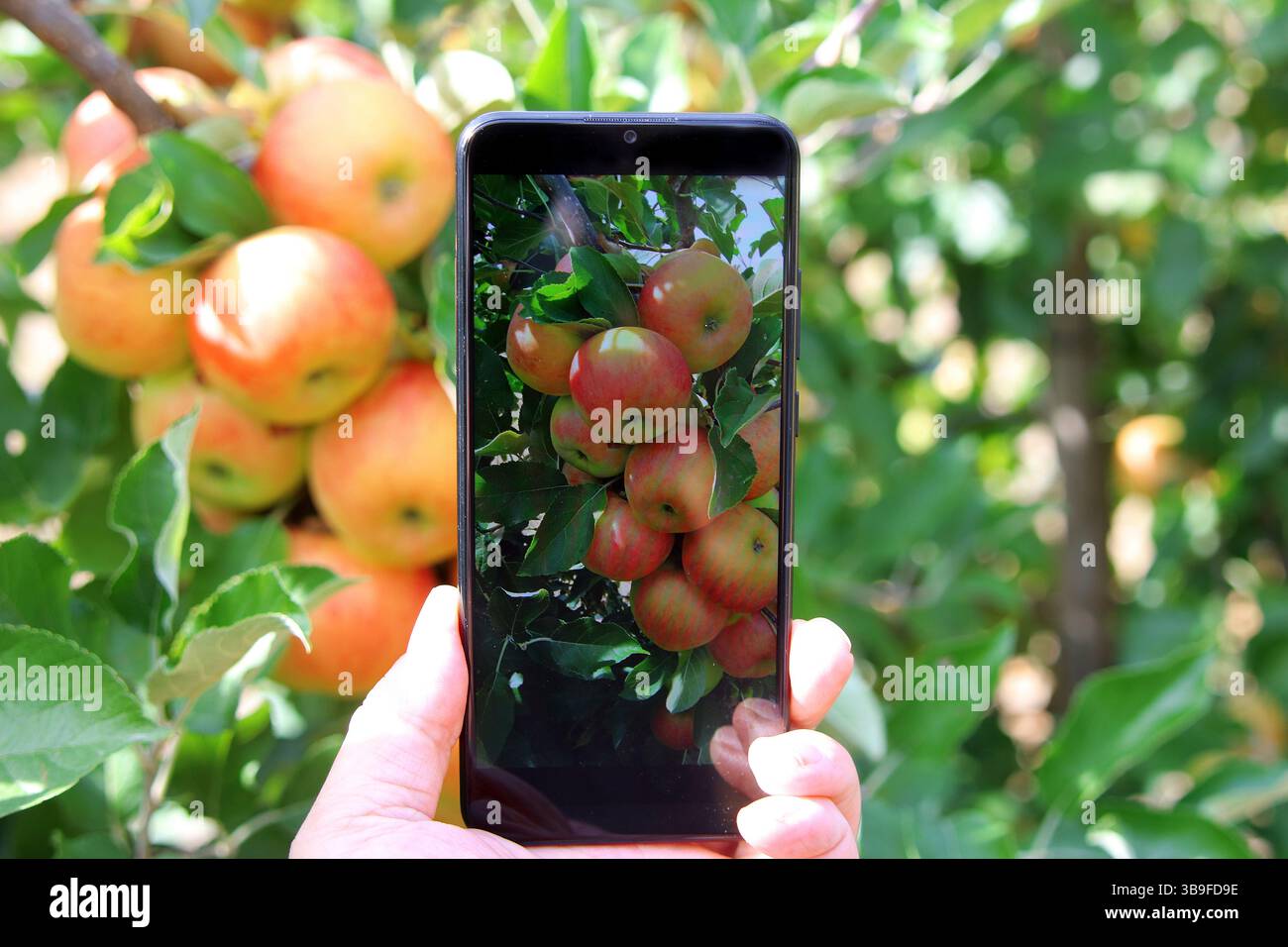 Man photographs ripe apples with a mobile phone Stock Photo - Alamy