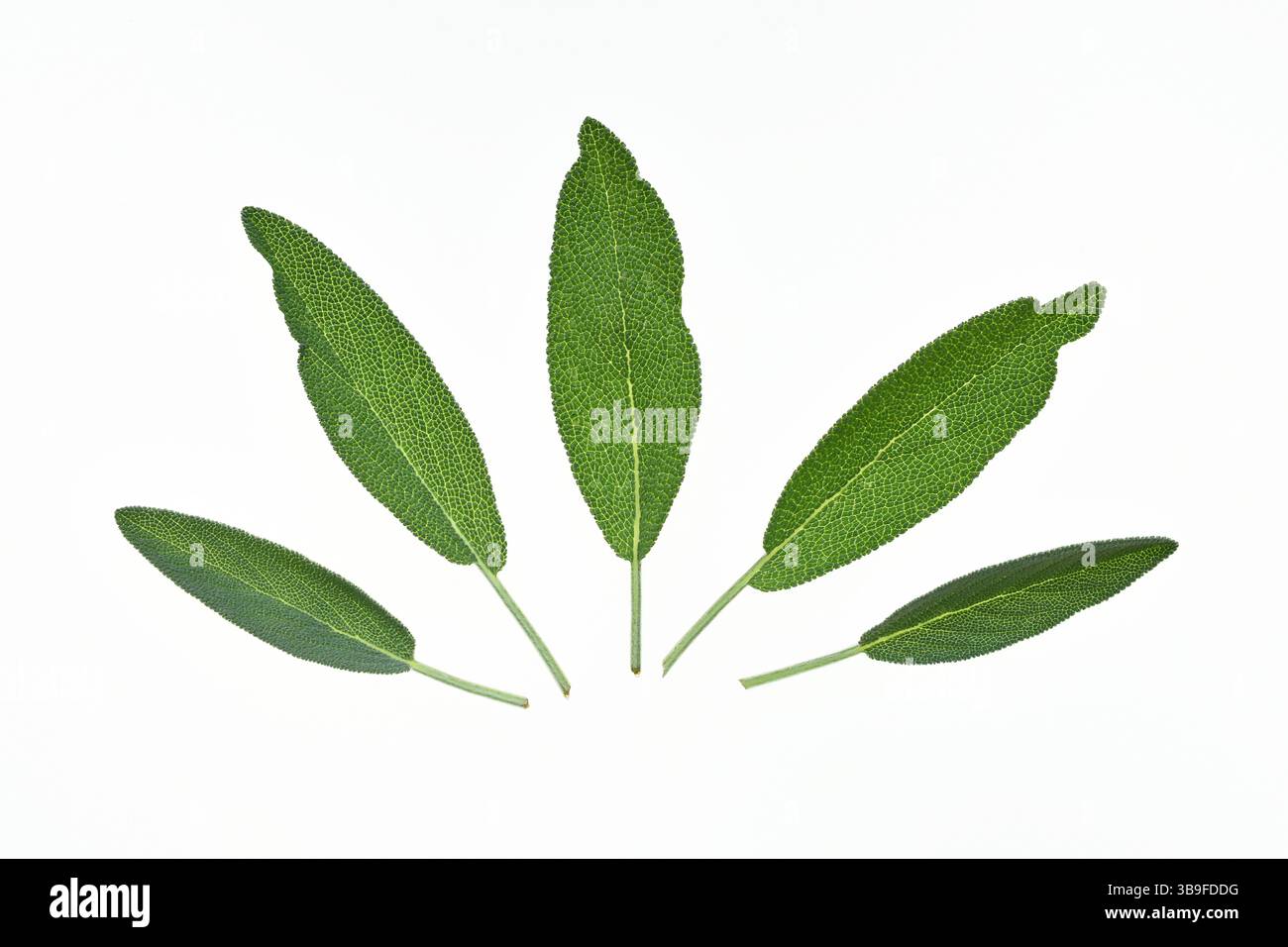 Healing sage leaves close Cut Out Stock Images & Pictures - Alamy