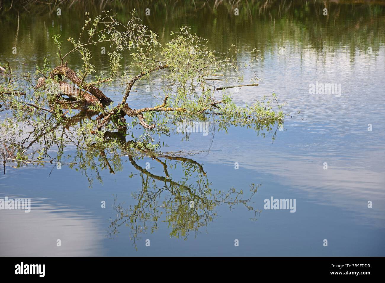 A broken branch floating in a river after a storm in summer Stock Photo ...