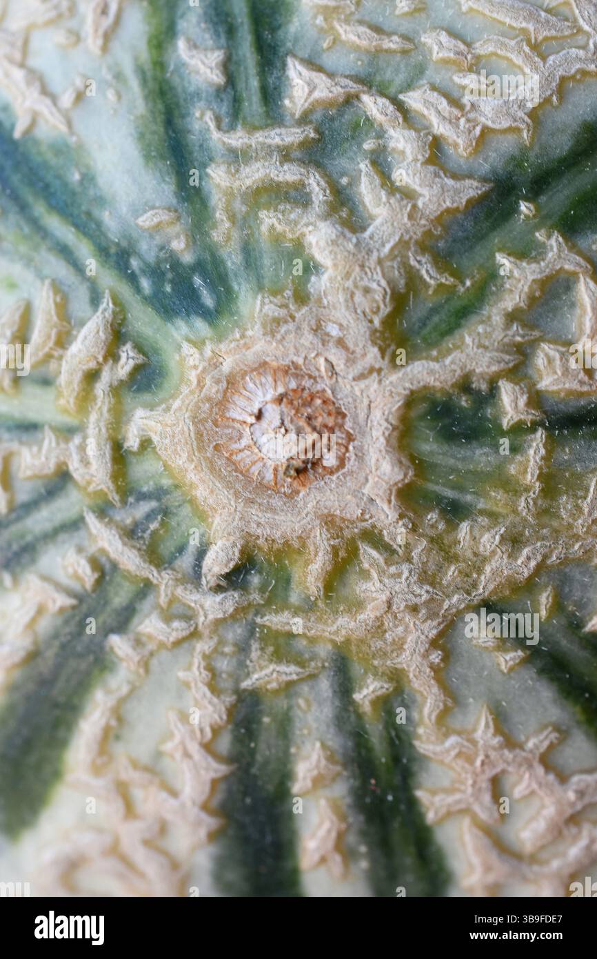 Shell of a cantaloupe melon in detail Stock Photo - Alamy