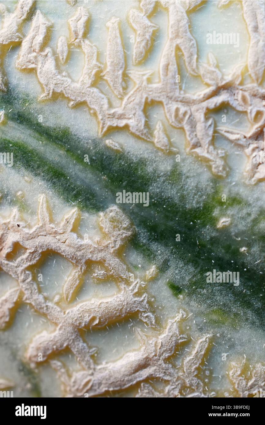 Shell of a cantaloupe melon in detail, macro Stock Photo - Alamy