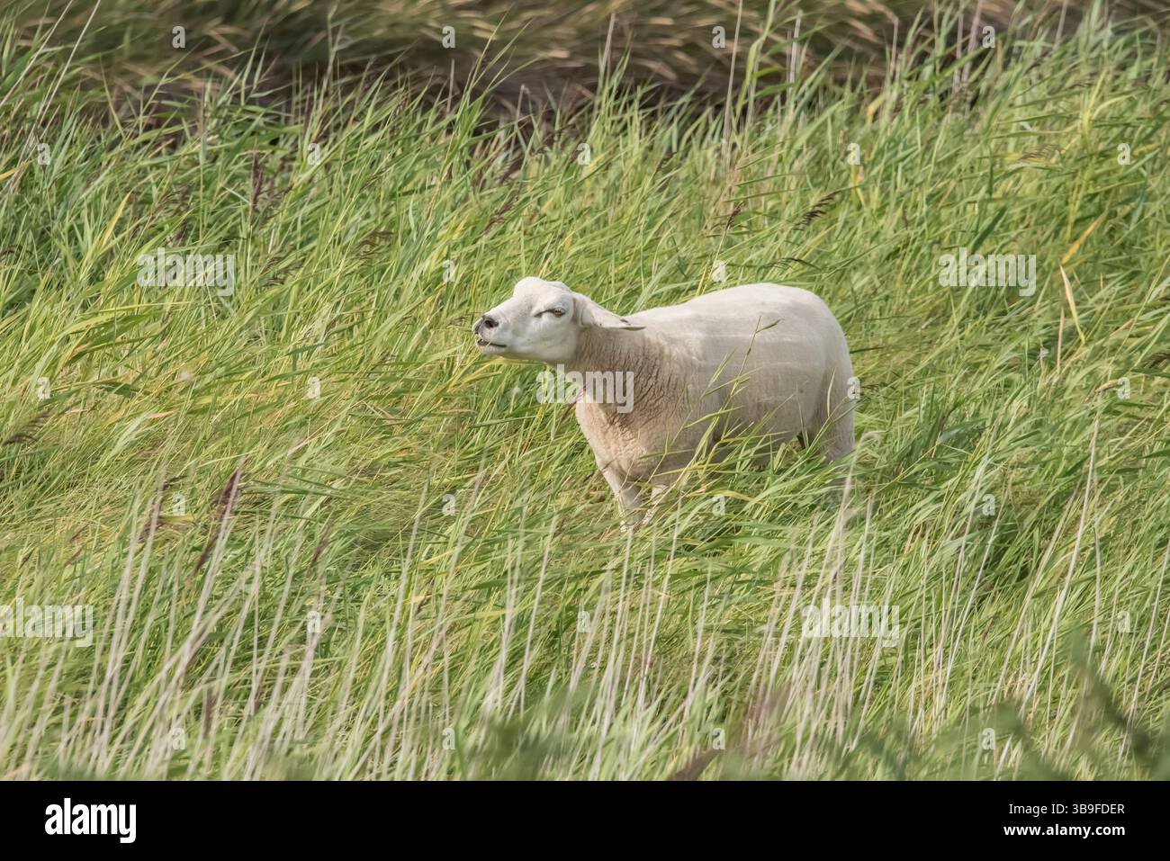 Sheep in a reed field Stock Photo - Alamy