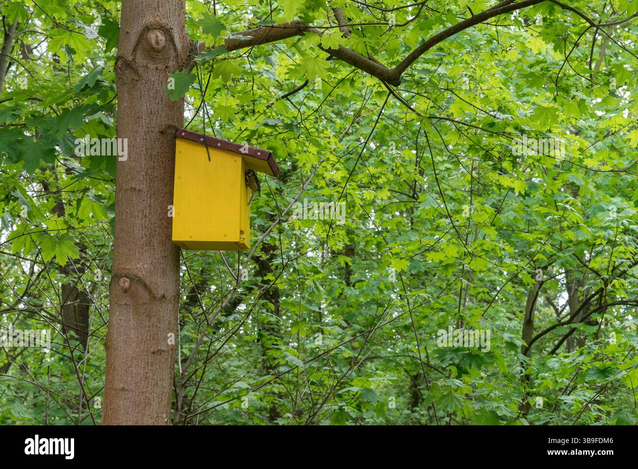 Yellow bird house on tree Stock Photo - Alamy