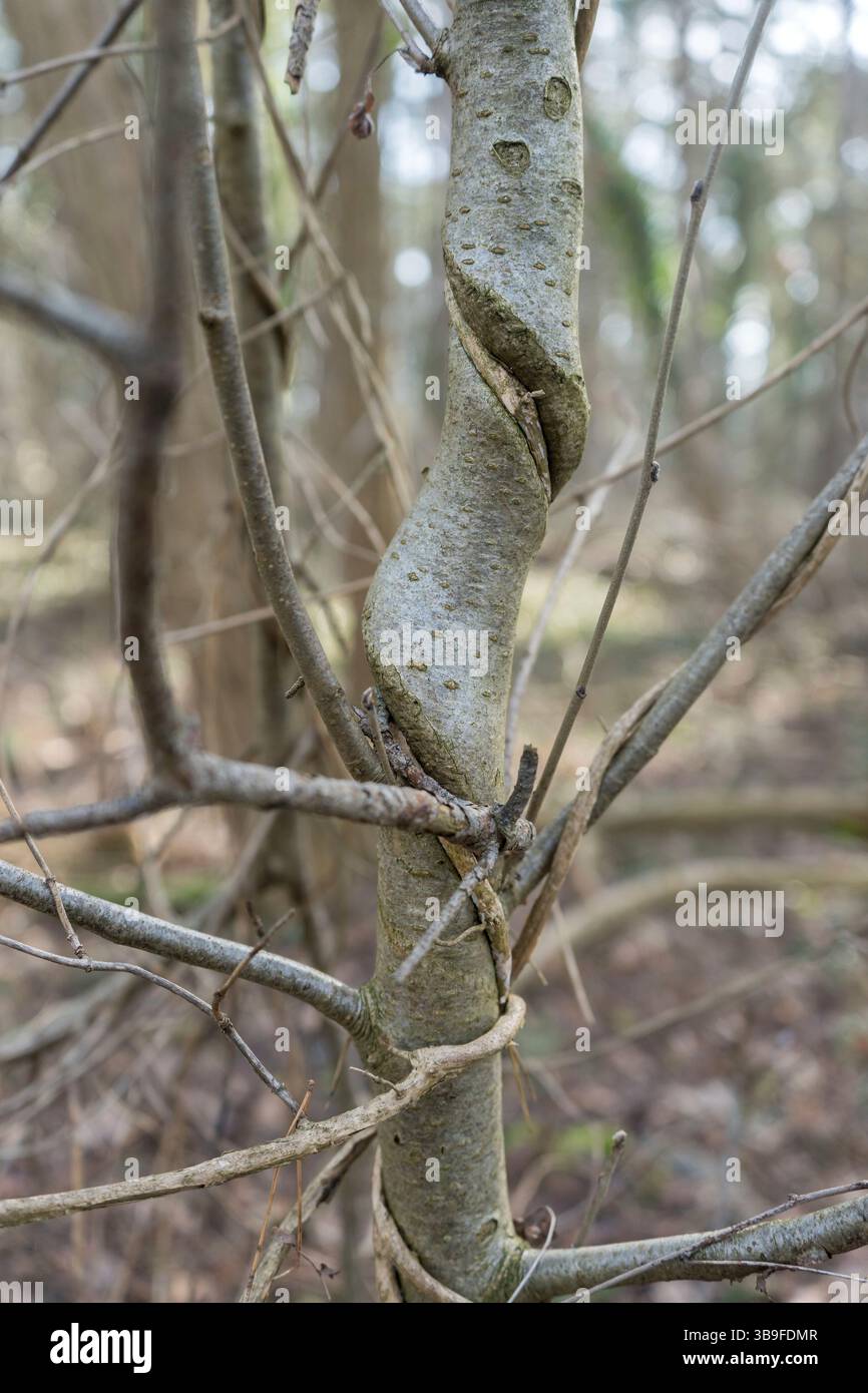 Young tree with twisted trunk Stock Photo - Alamy
