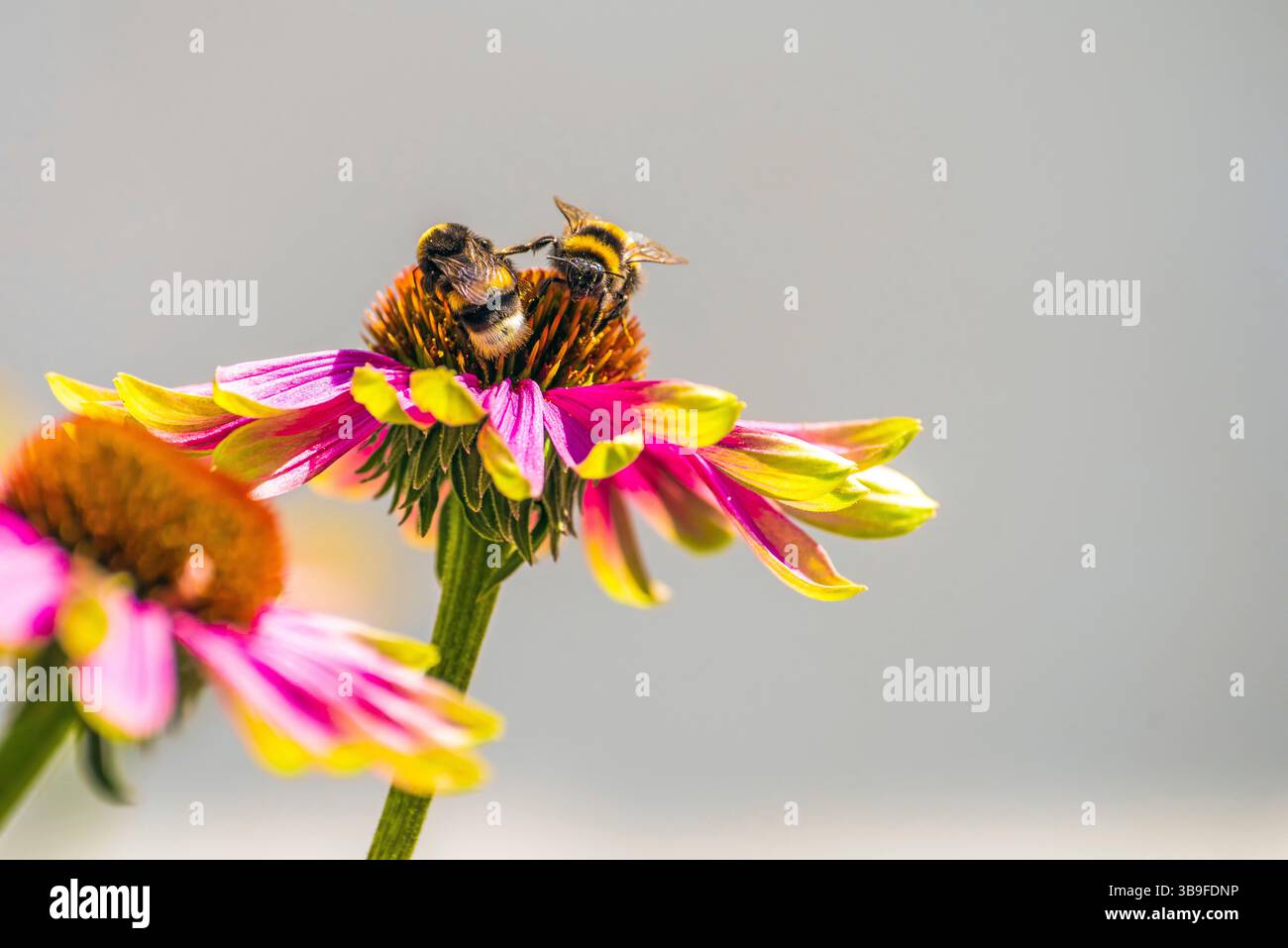 Bees at work on a coneflower Stock Photo - Alamy