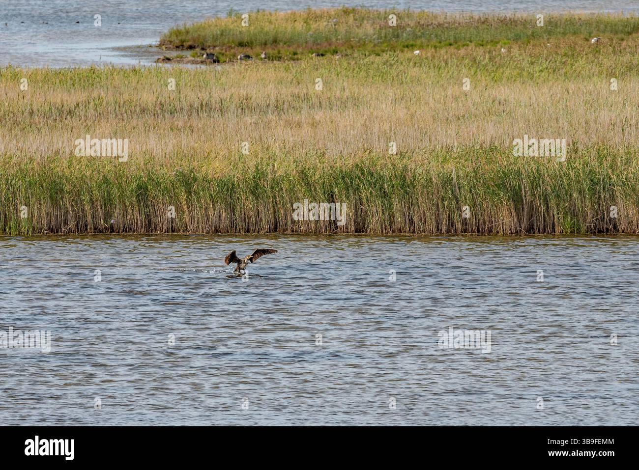 Cormorant landing in the Rantum Basin Stock Photo - Alamy