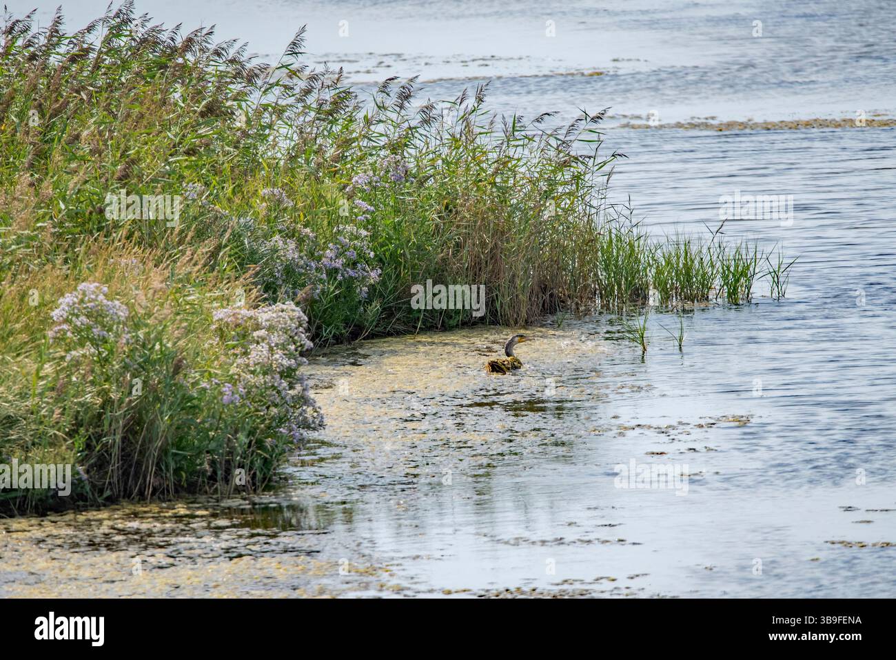 Cormorant hunting in the Rantum Basin Stock Photo - Alamy