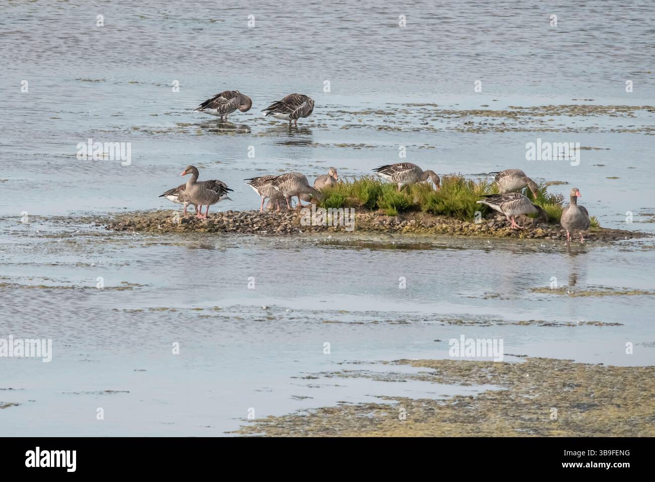 Bird sanctuary in the Rantum basin Stock Photo - Alamy