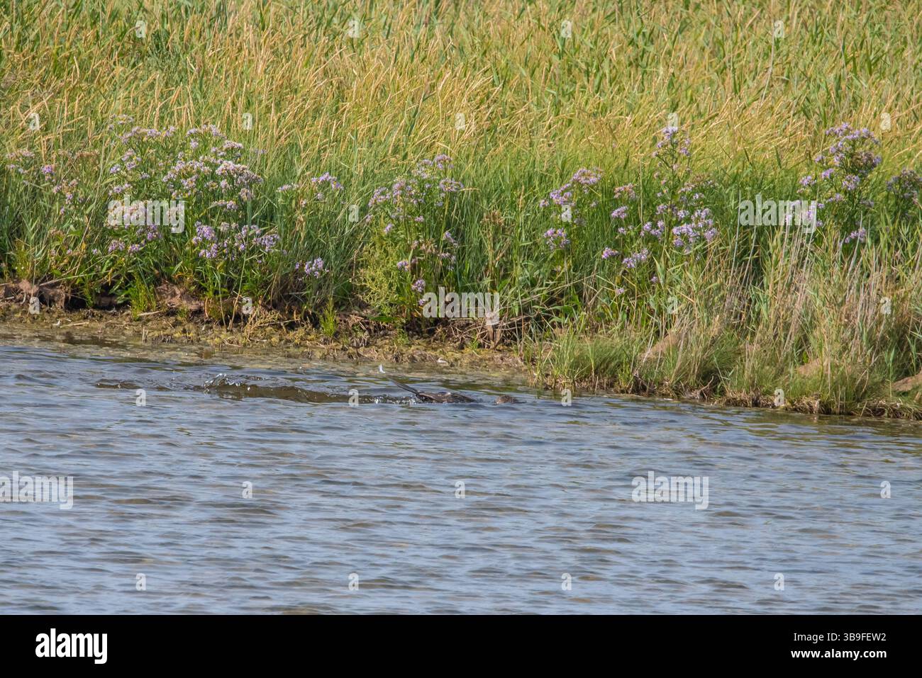Cormorant hunting in the rantum basin hi-res stock photography and ...