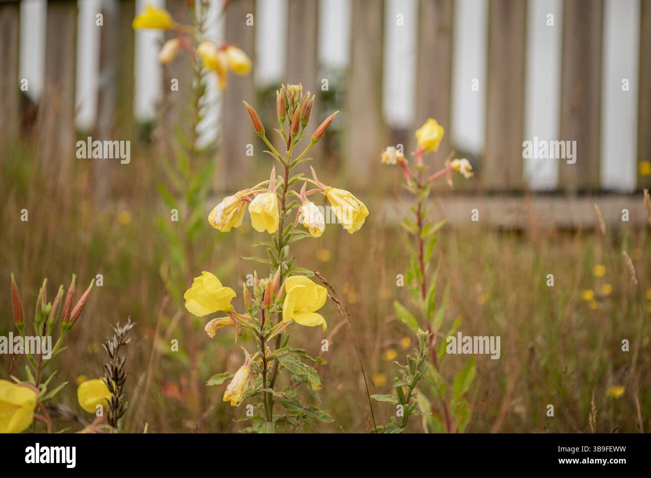 Evening primrose in full bloom Stock Photo - Alamy