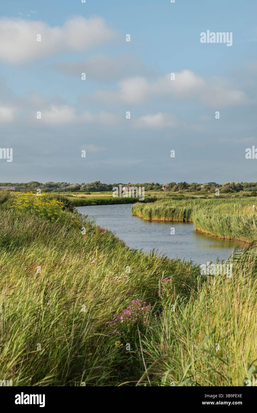Reed margins on a tidal flat Stock Photo - Alamy