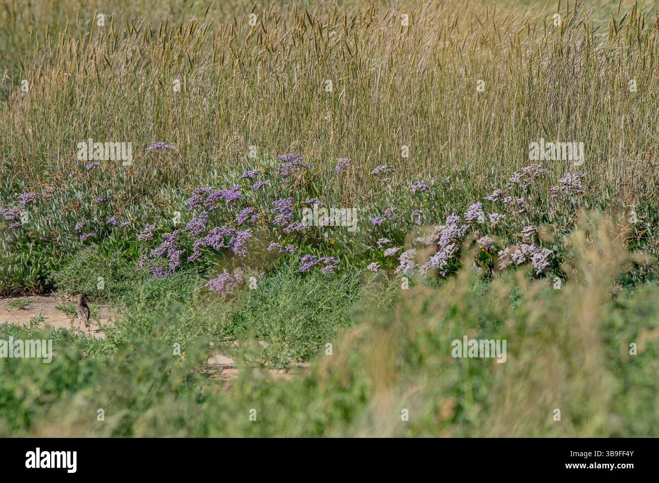 Common beach lilac in the salt marshes Stock Photo - Alamy