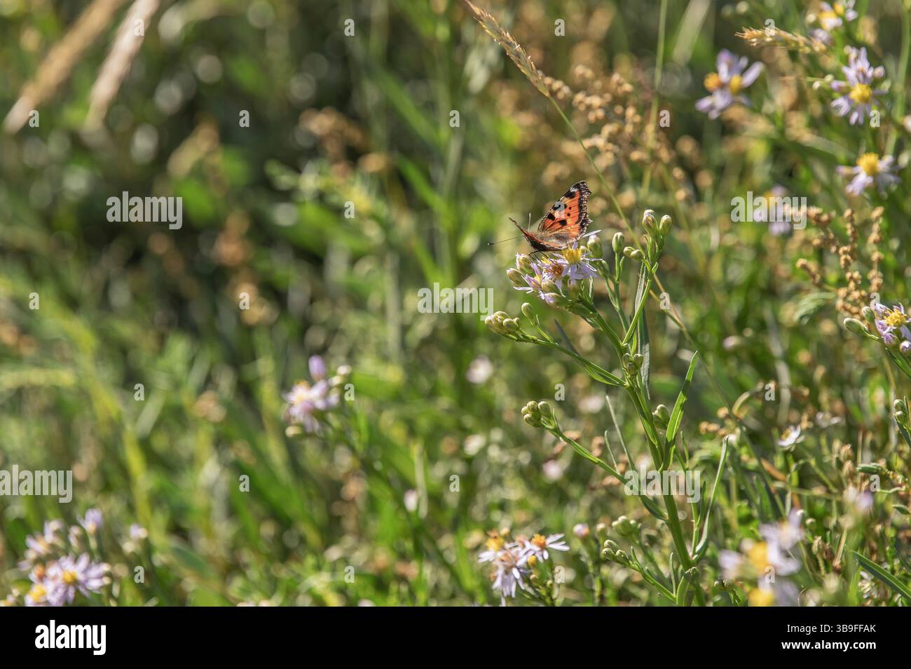 Aster island hi-res stock photography and images - Alamy