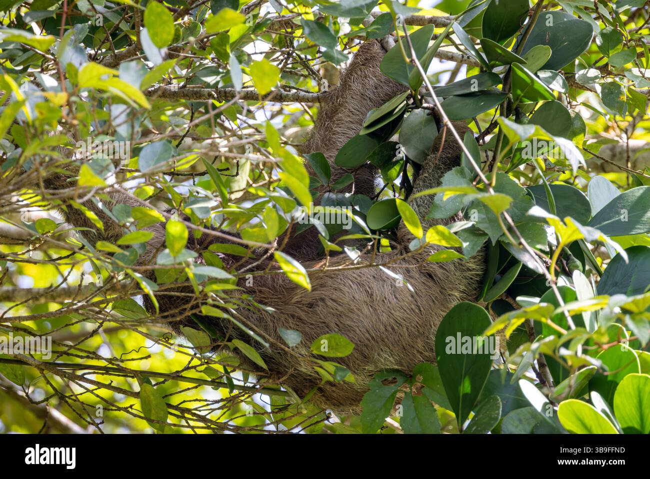 Diphyly hi-res stock photography and images - Alamy