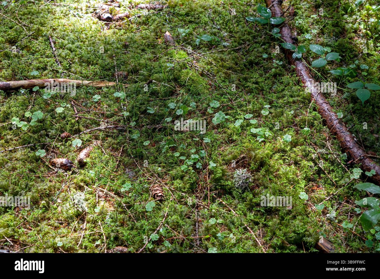 Moss overgrown forest floor with sunny and shady spots Stock Photo - Alamy