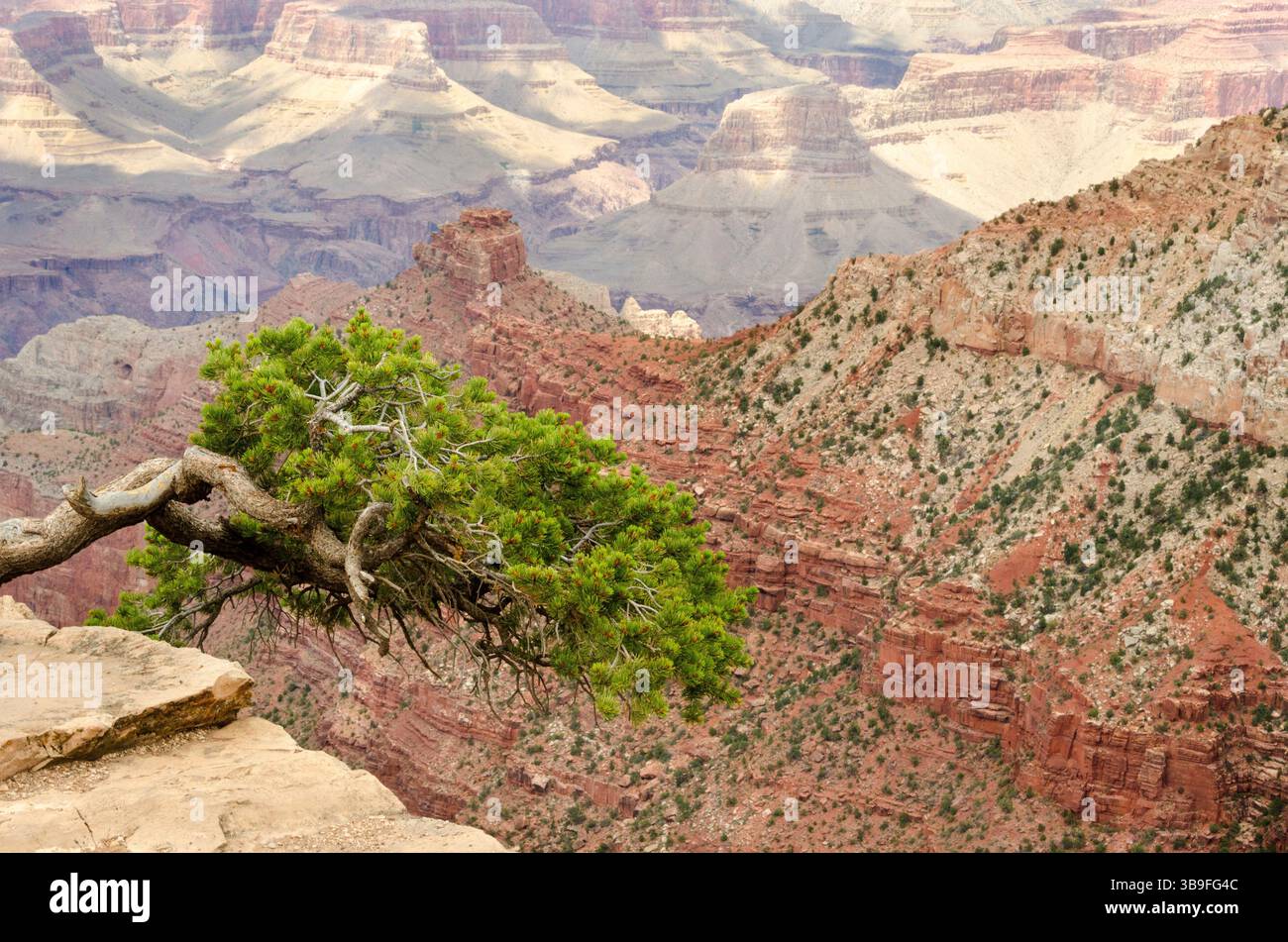 Yaki point hi-res stock photography and images - Alamy