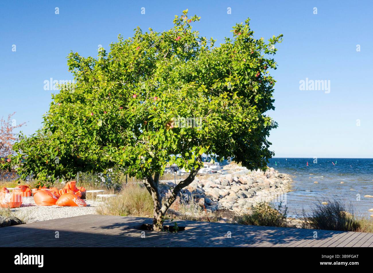 Beanbags under an apple tree at Joelahtme in Estonia Stock Photo - Alamy