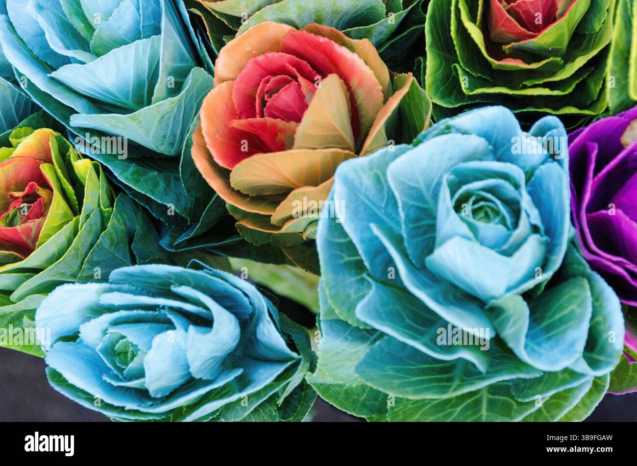 White cabbage as imitation flower hi-res stock photography and images ...