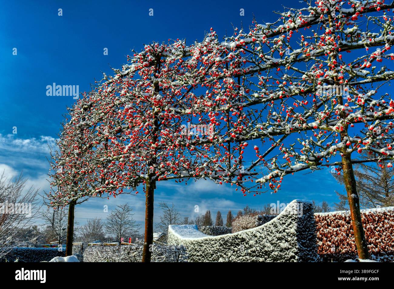Snow-covered espalier trees in the Park der Gärten in Bad Zwischenahn ...