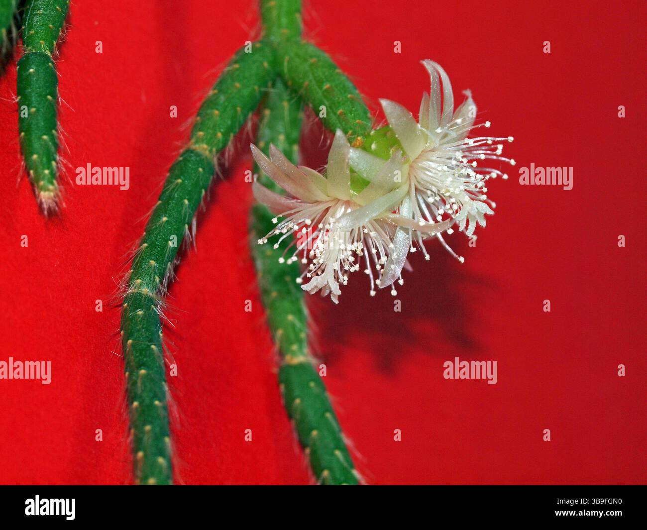 Rhipsalis hi-res stock photography and images - Alamy