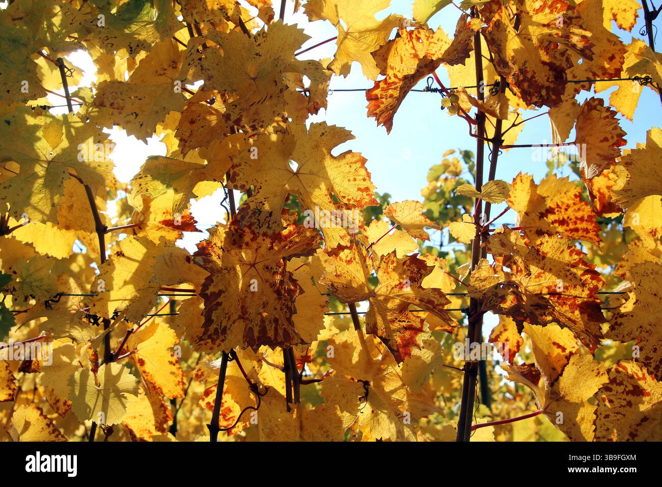 The vineyard is turning colourful Stock Photo - Alamy