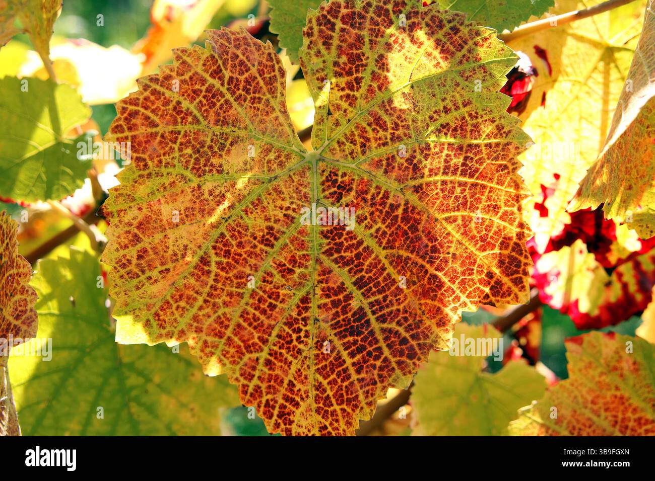 The colourful side of autumn Stock Photo - Alamy