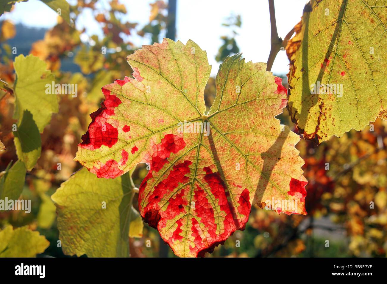 The colourful side of autumn Stock Photo - Alamy