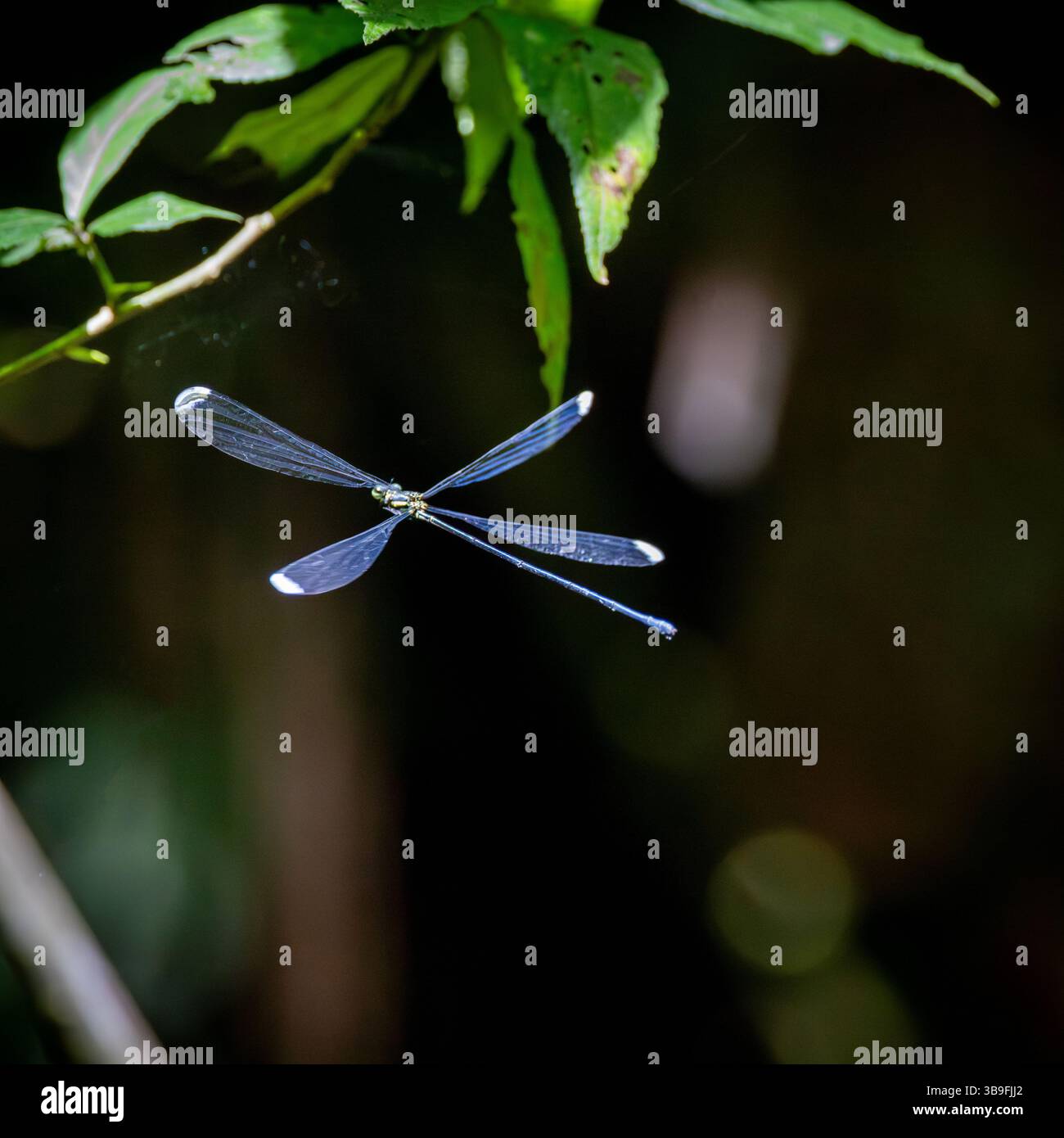 Helicopter damselfly (Megaloprepus caerulatus Stock Photo - Alamy