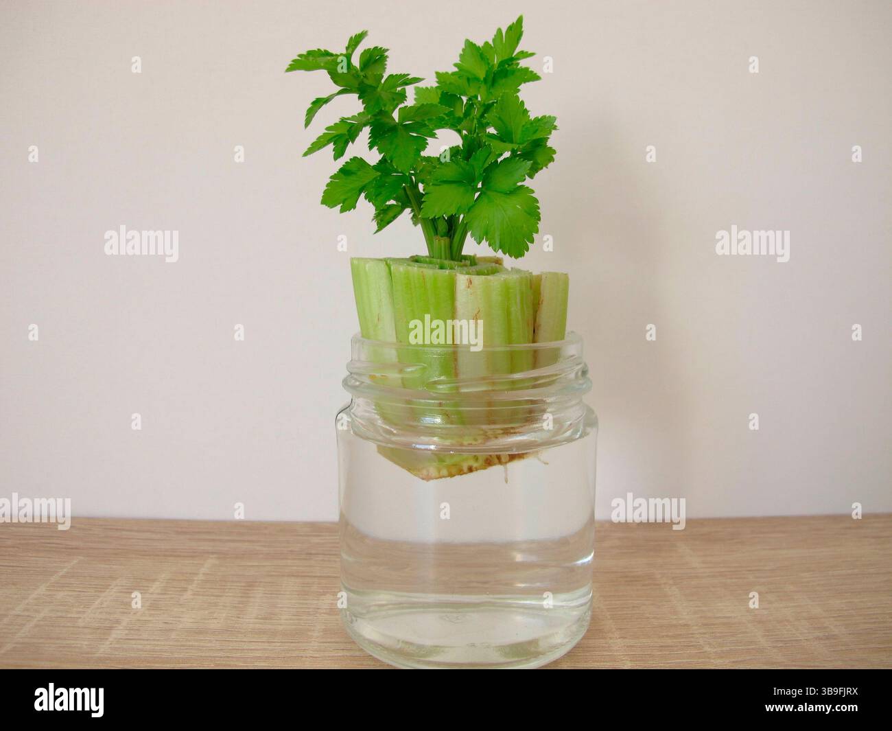 Regrow celery hi-res stock photography and images - Alamy