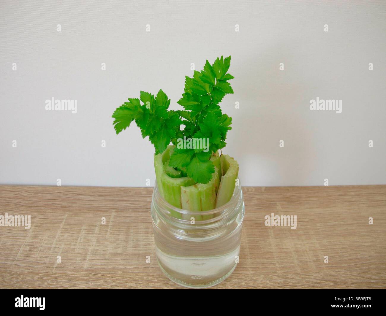 Regrowing, regrow celery stalks in a water glass Stock Photo - Alamy