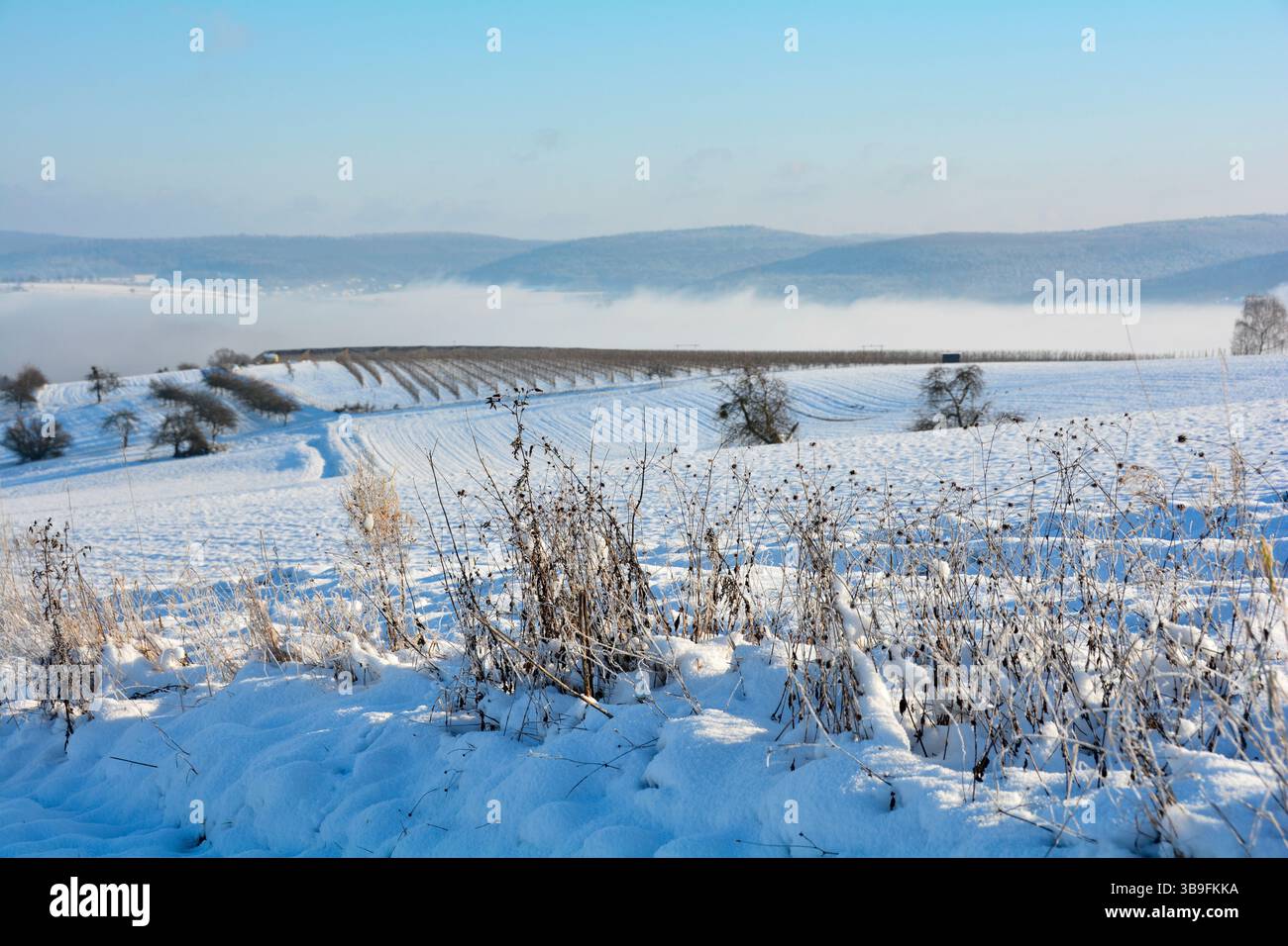 Winter landscape in the morning fog with lots of snow Stock Photo - Alamy