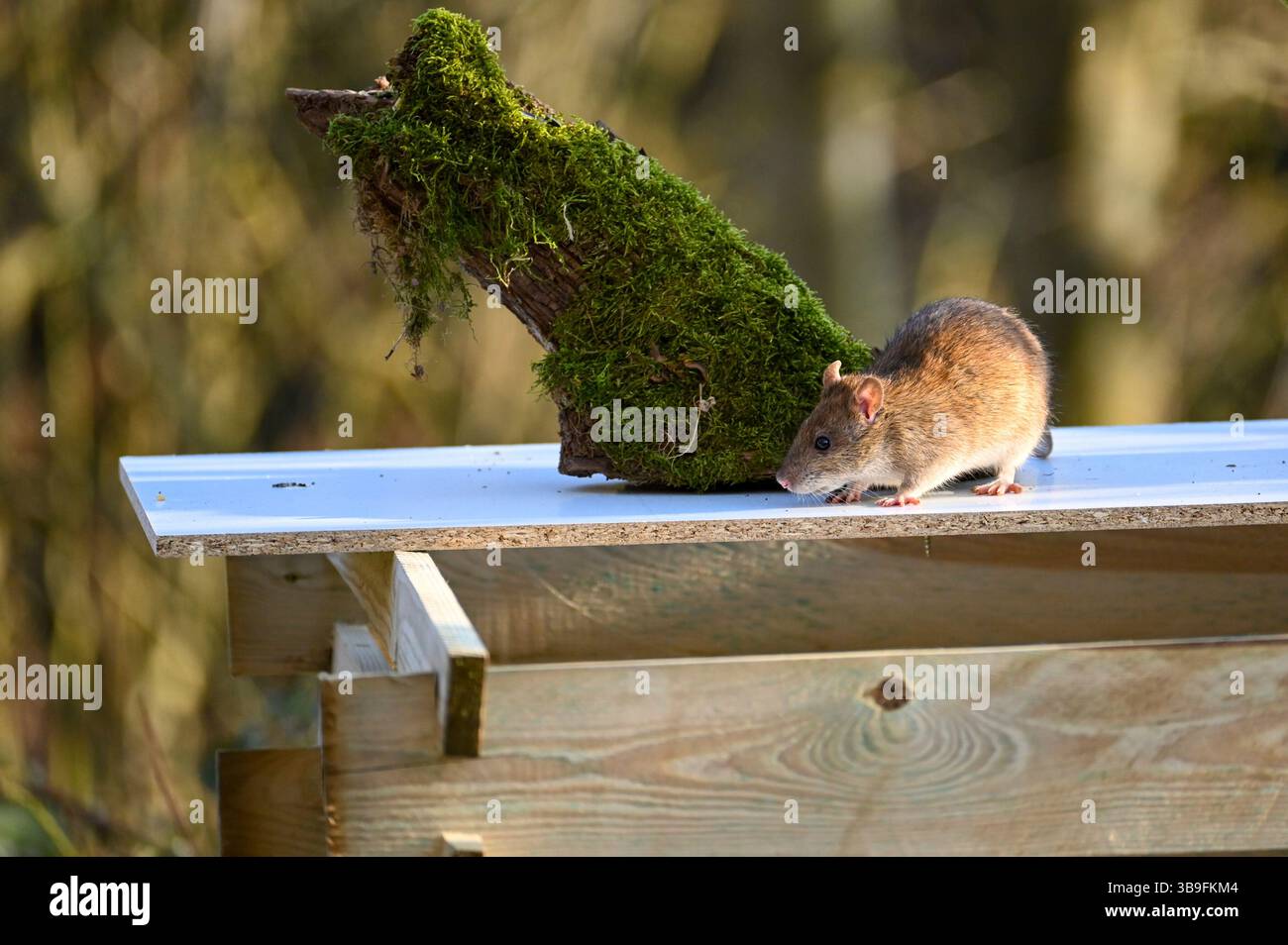 Norway rat ( Rattus norvegicus ) sitting on a wooden composter in the ...